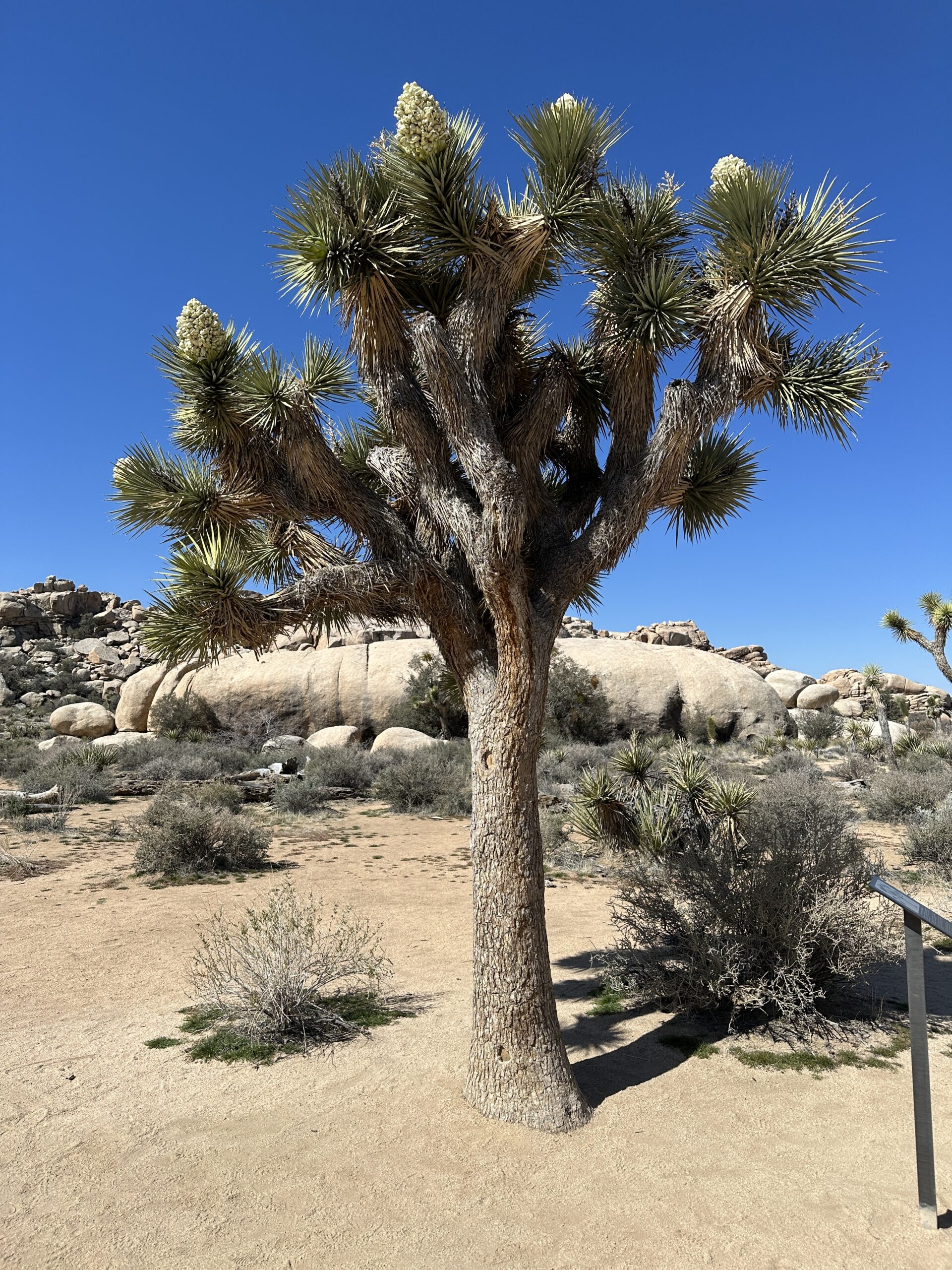 Exploring the otherworldly landscapes of Joshua Tree National Park