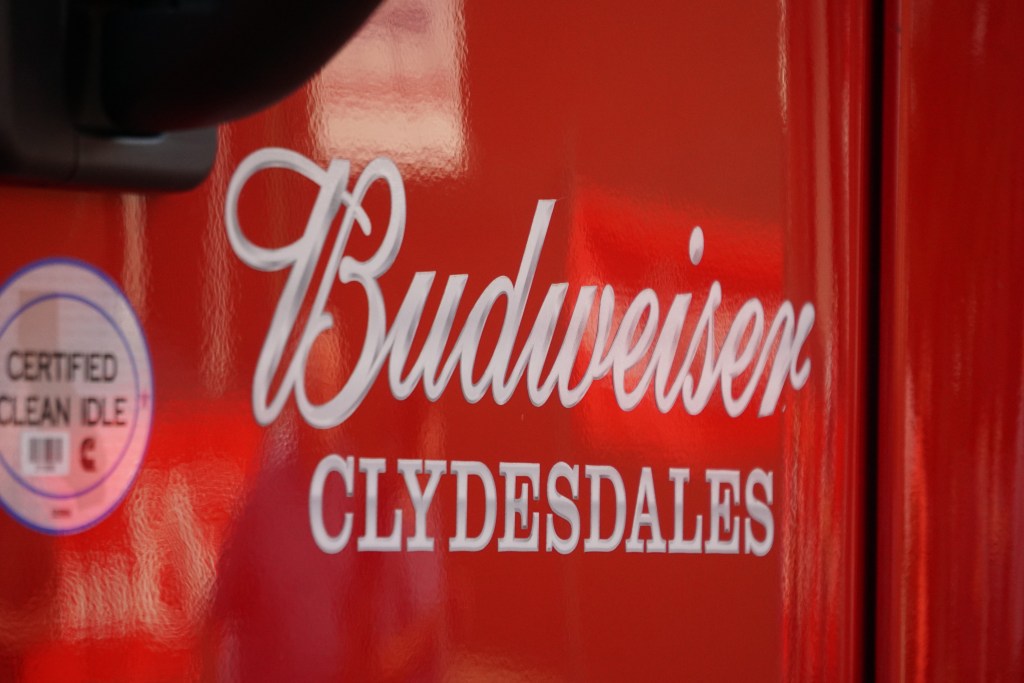 Return of the King: Budweiser Clydesdale in Mansfield for first time in ...