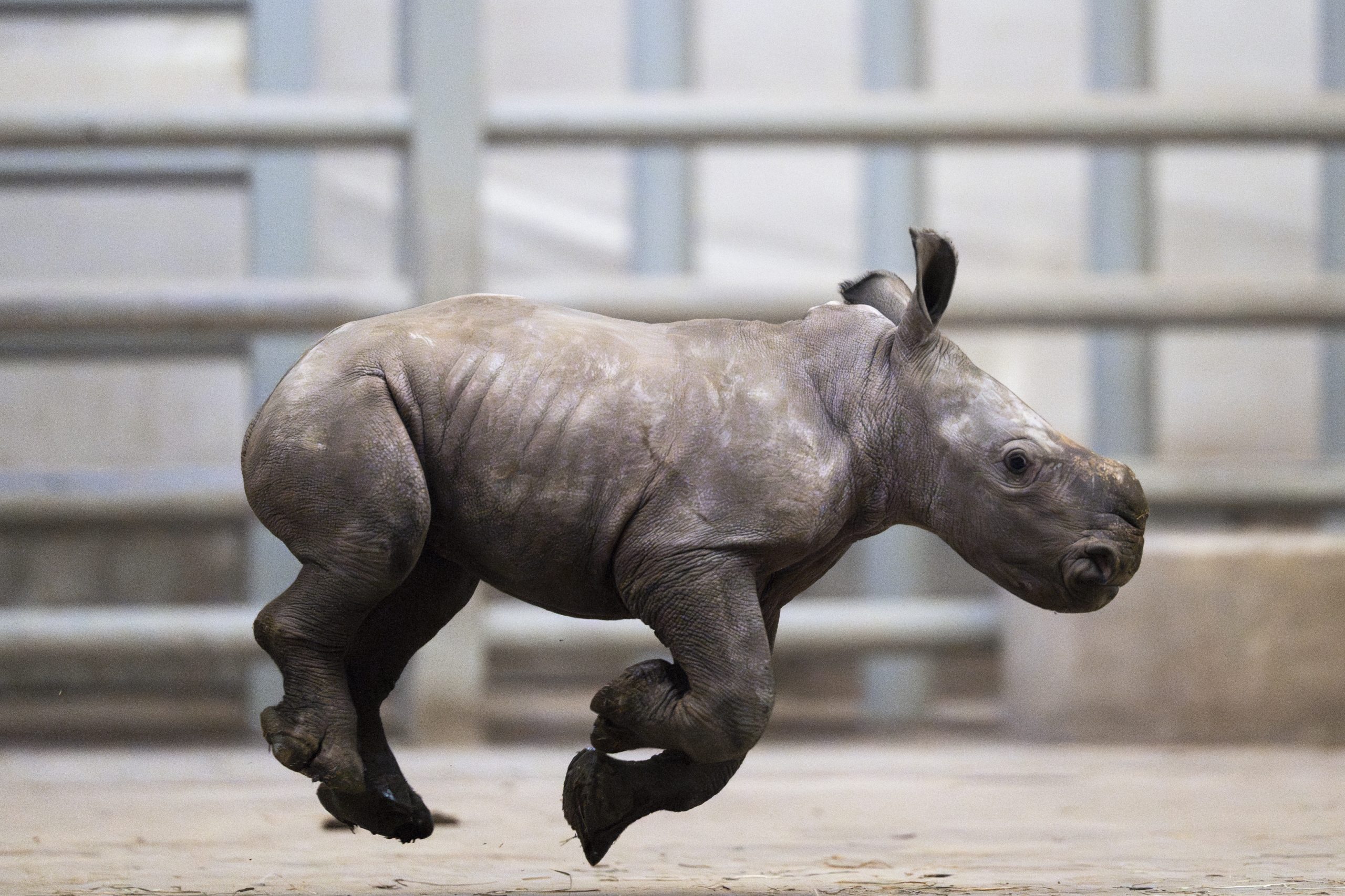 The Wilds opens for summer season with new rhino calves