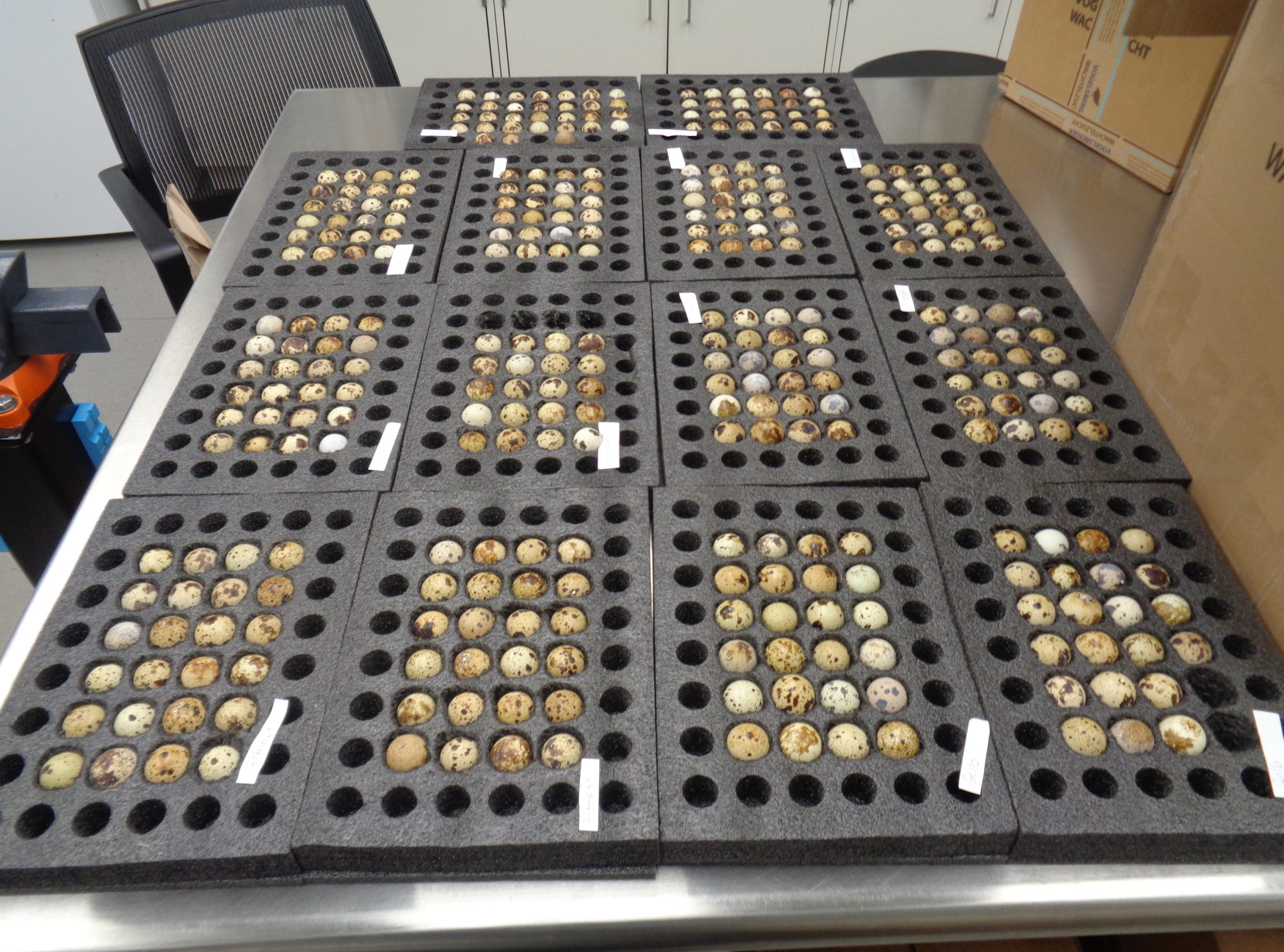 U.S. Customs & Border Protection seizes 337 hatching eggs labeled as ...
